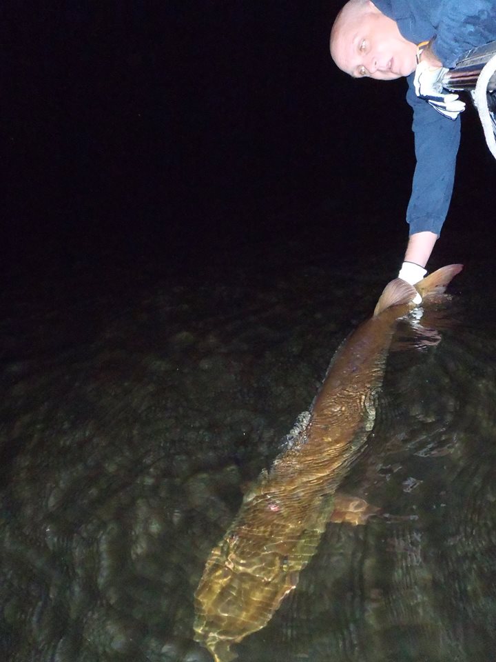 Pig Alert | Ottawa River Musky Factory